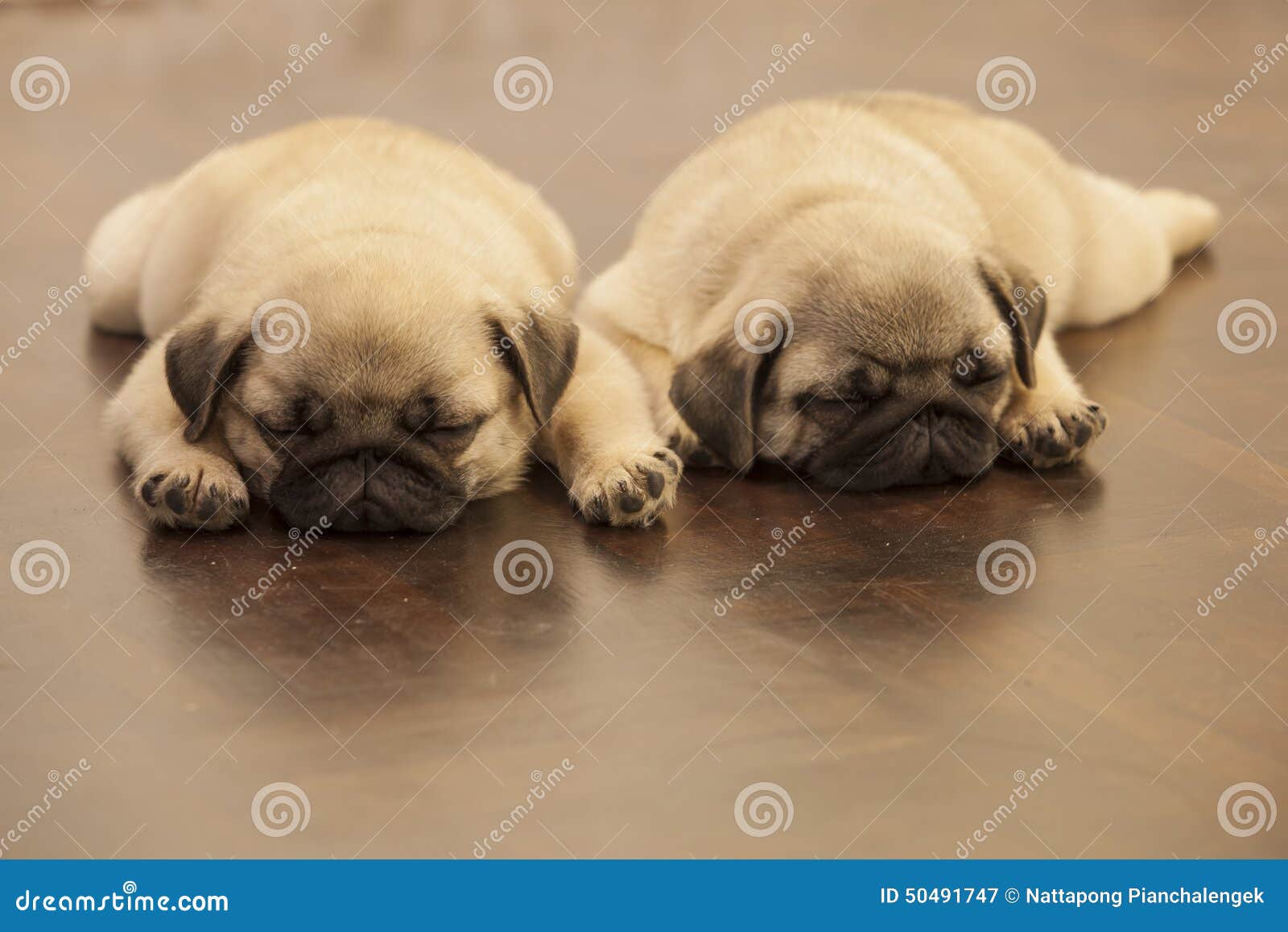 Gullig hundvalp för mops fotografering för bildbyråer. Bild av mops ...