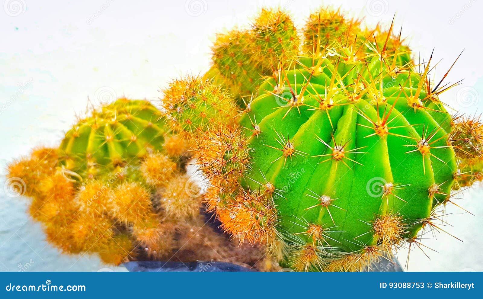 Gullig kaktus! fotografering för bildbyråer. Bild av kaktus - 93088753