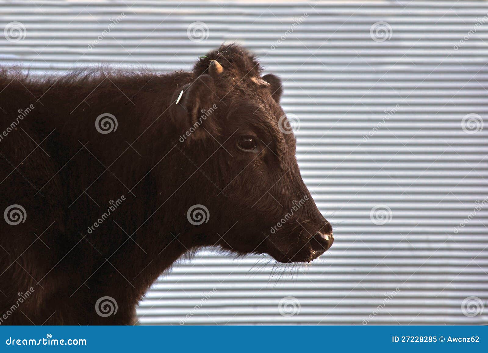 Gullig kalv fotografering för bildbyråer. Bild av nötkött - 27228285