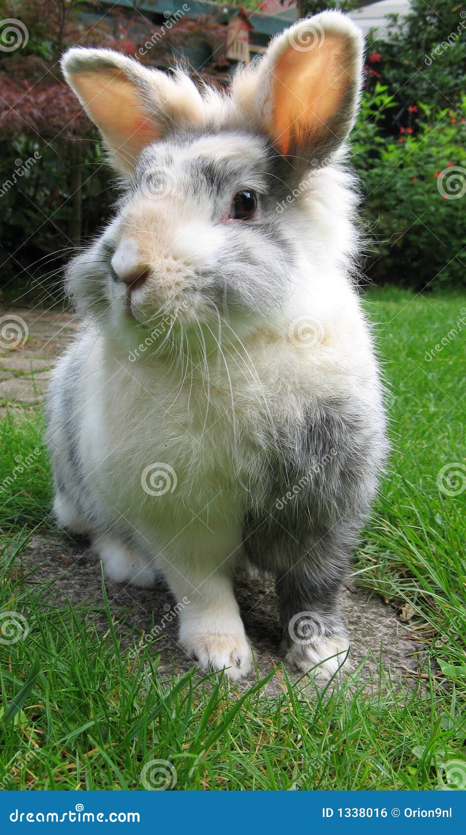 Gullig kanin arkivfoto. Bild av titta, whisky, öron, husdjur - 1338016