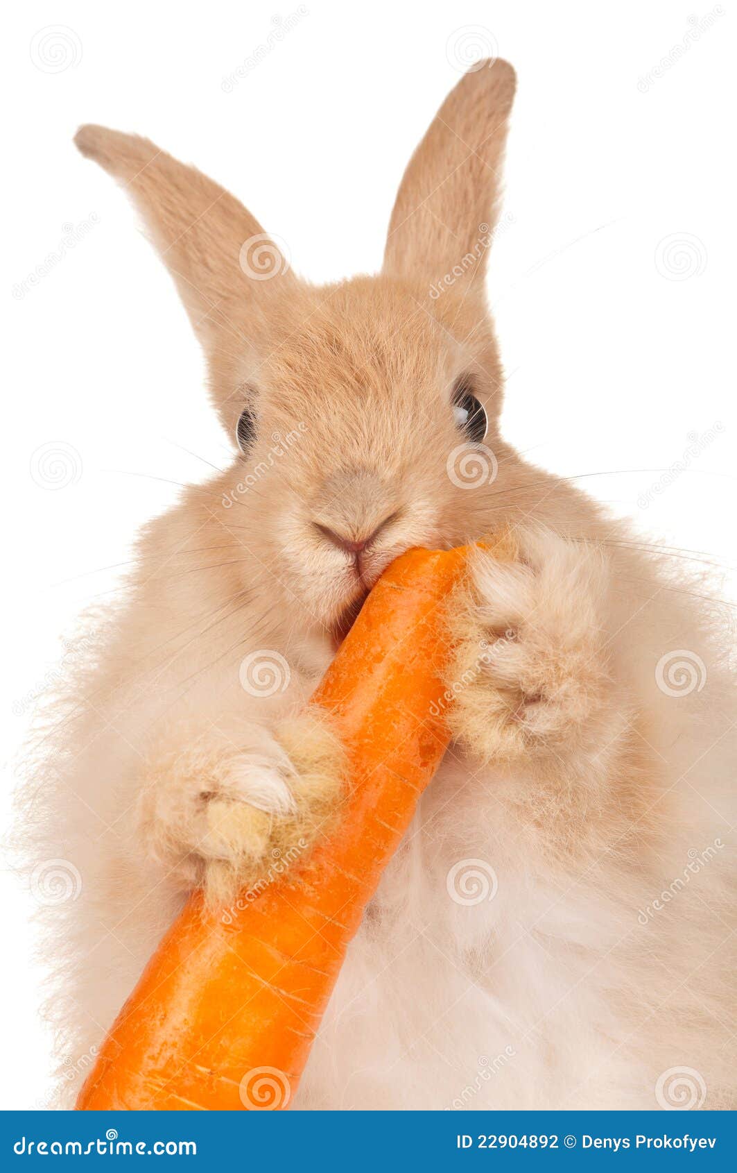 Gullig kanin arkivfoto. Bild av härlig, bakgrund, hemhjälp - 22904892