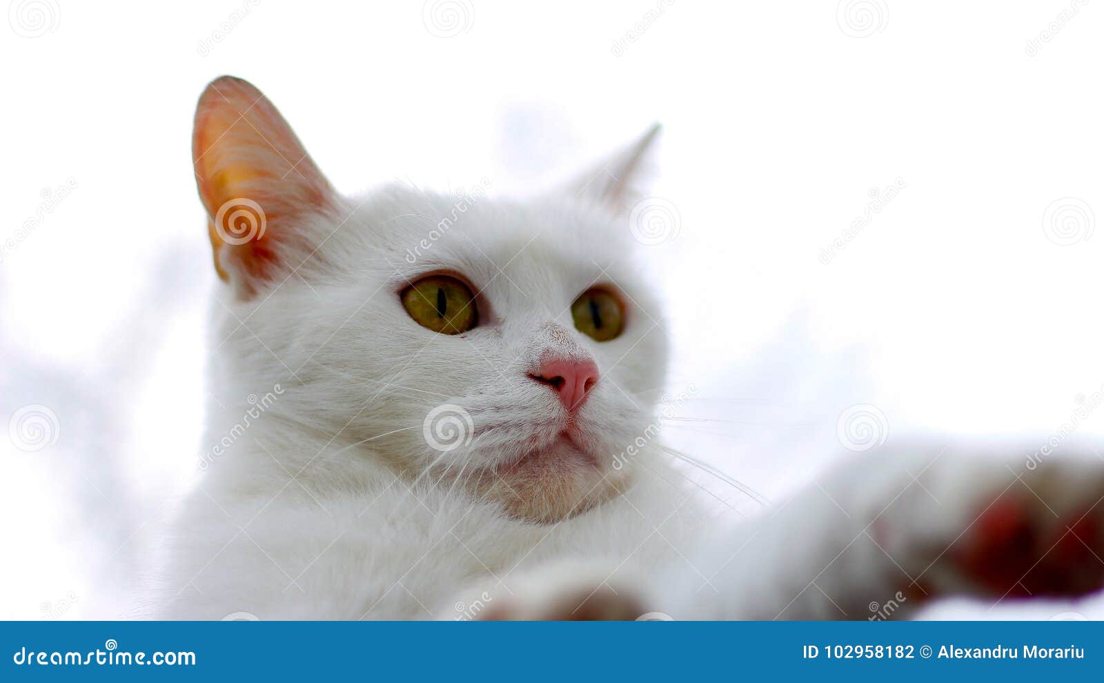 Gullig katt arkivfoto. Bild av färg, natur, ögon, gulligt - 102958182