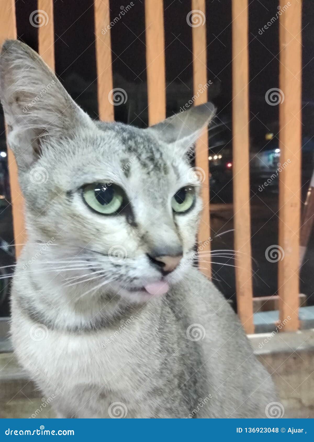 Gullig katt arkivfoto. Bild av tunga, katt, klibbning - 136923048