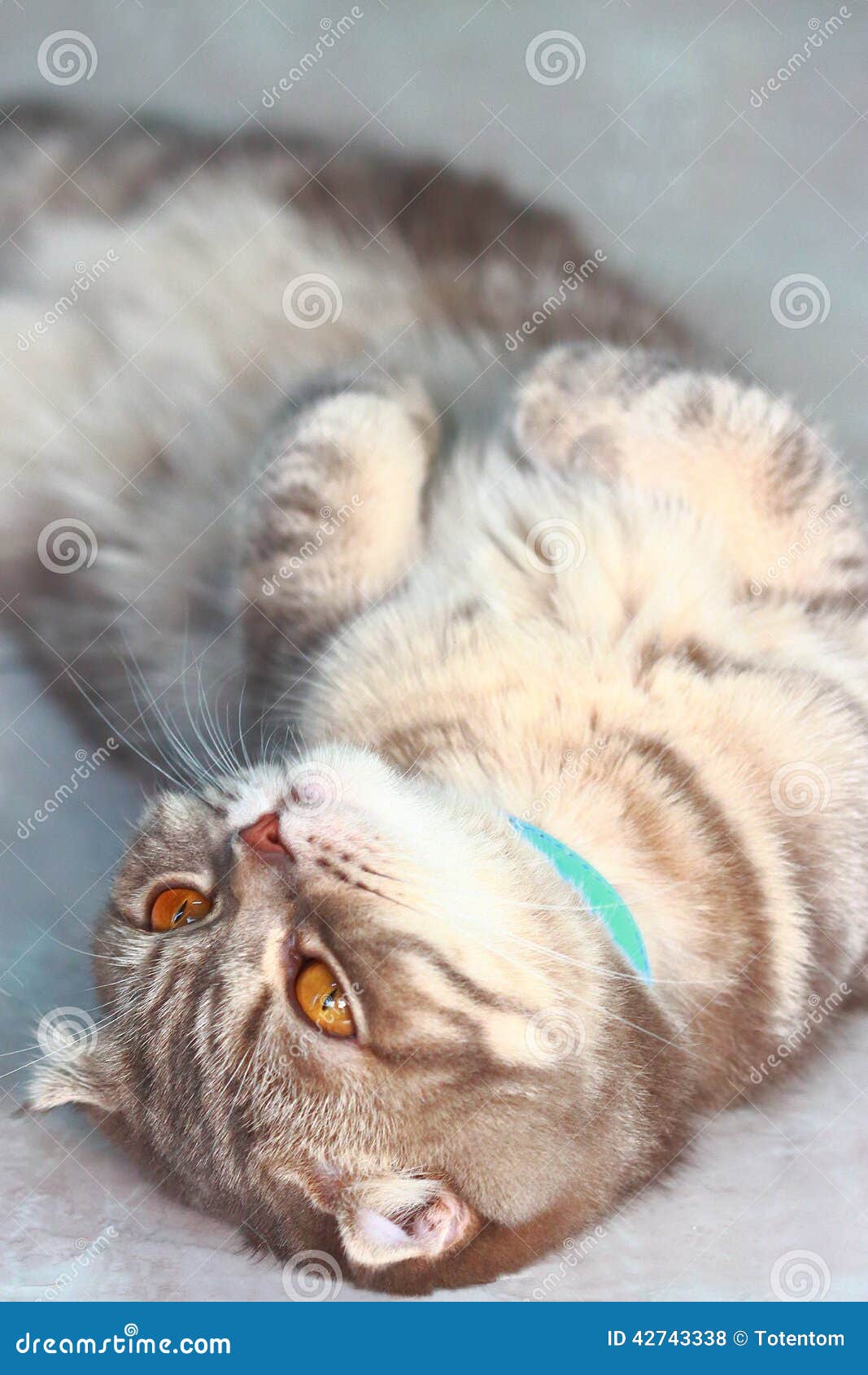 Gullig katt arkivfoto. Bild av sova, gulligt, katt - 42743338