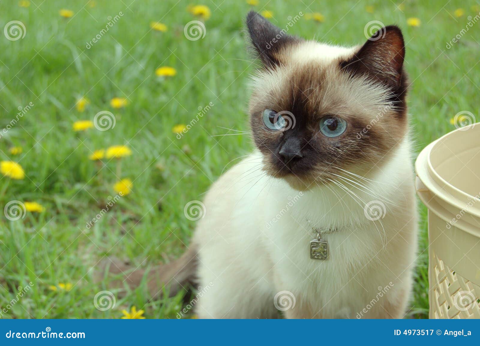 Gullig katt fotografering för bildbyråer. Bild av kattunge - 4973517