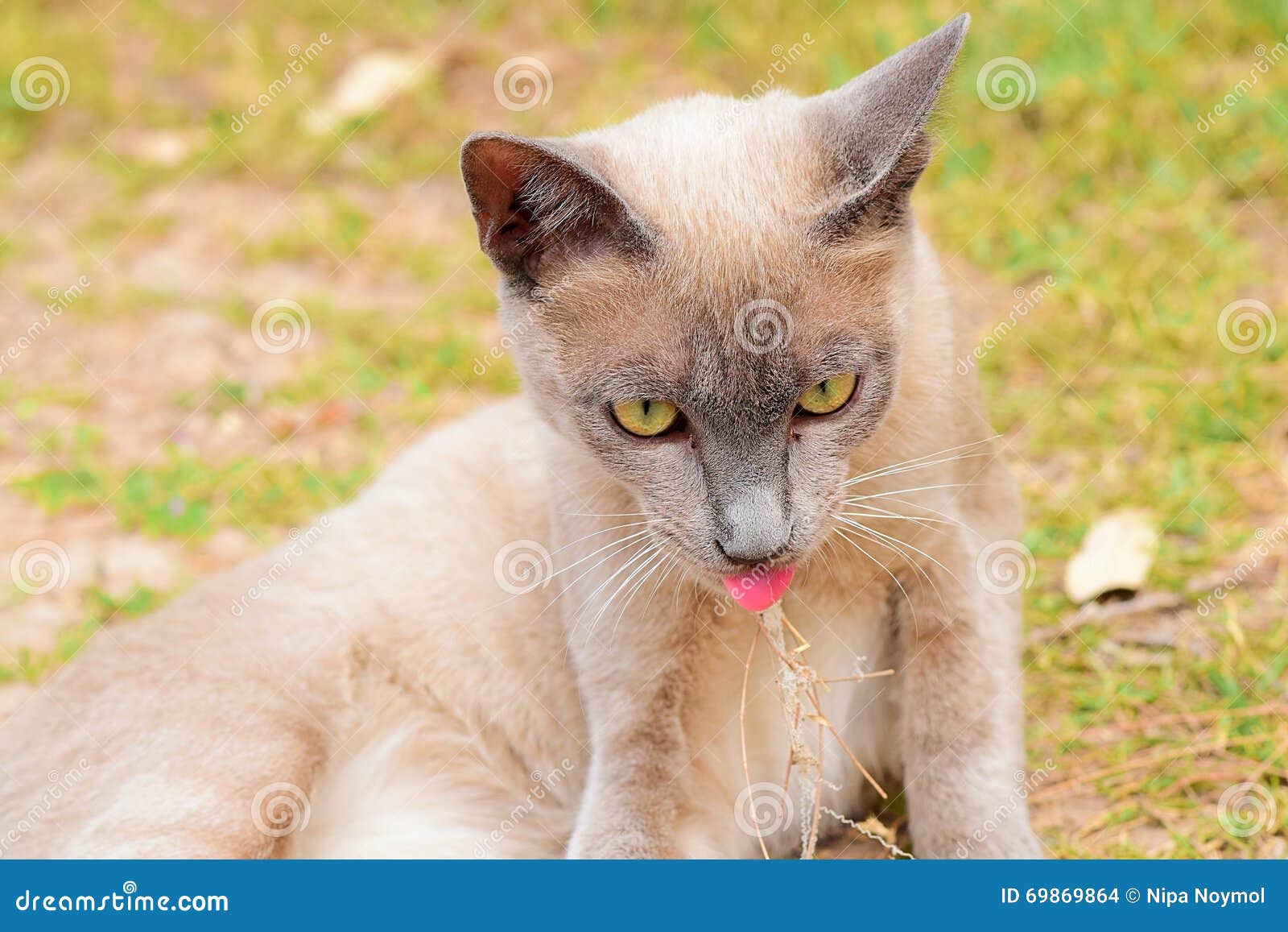 Gullig katt arkivfoto. Bild av älskvärt, gulligt, lura - 69869864