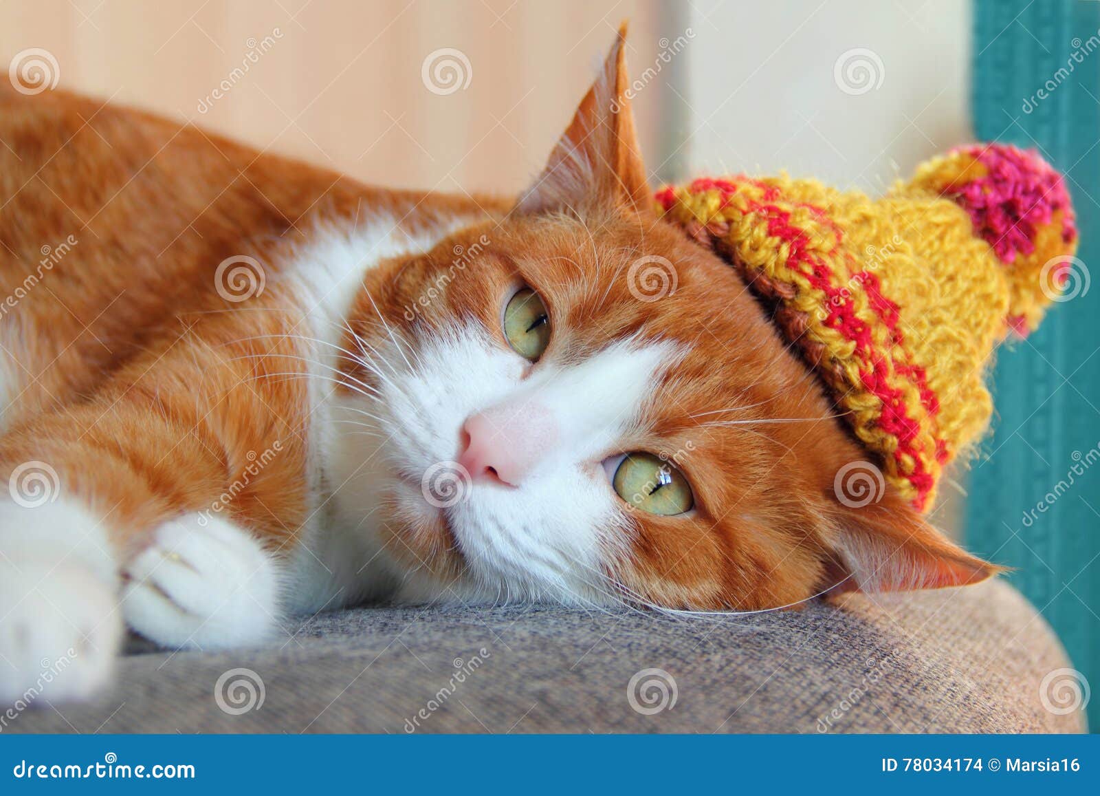 Gullig Katt I En Stucken Hatt Arkivfoto - Bild av kallt, kattunge: 78034174