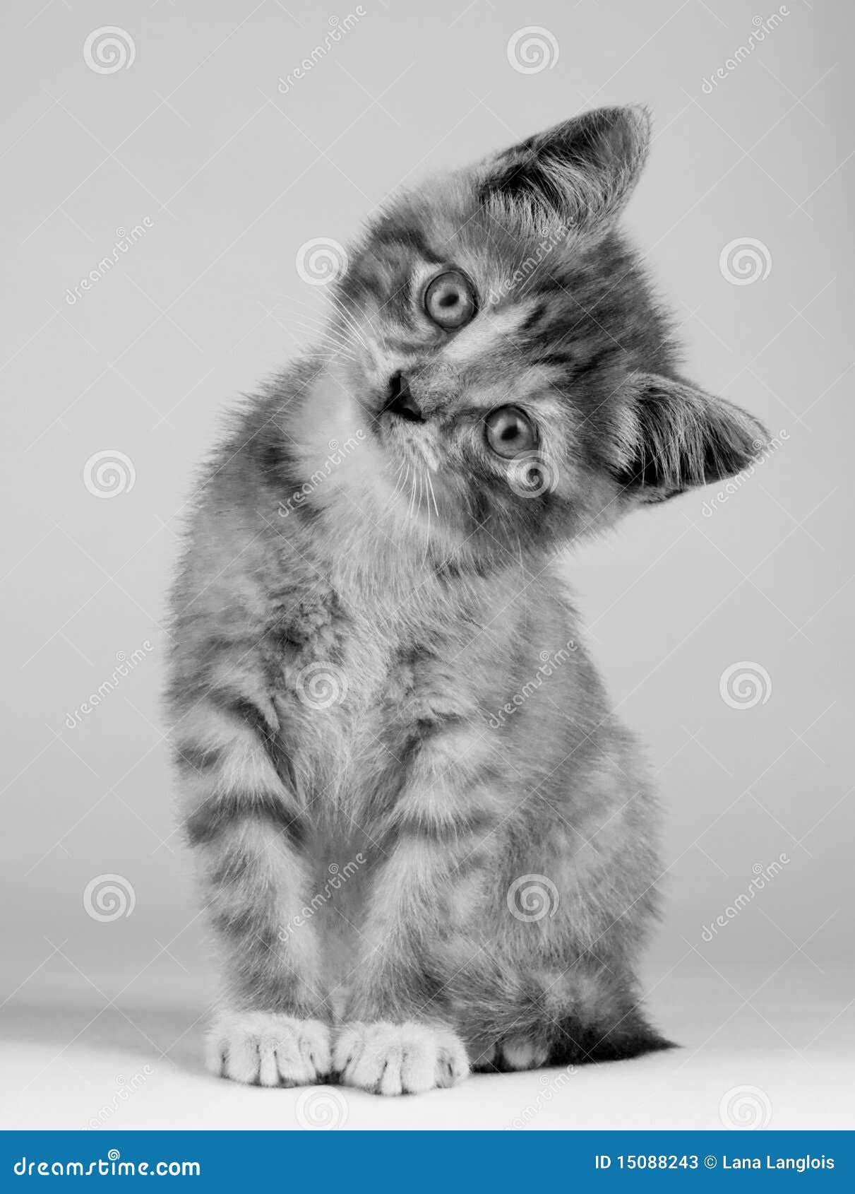 Gullig kattunge fotografering för bildbyråer. Bild av katt - 15088243