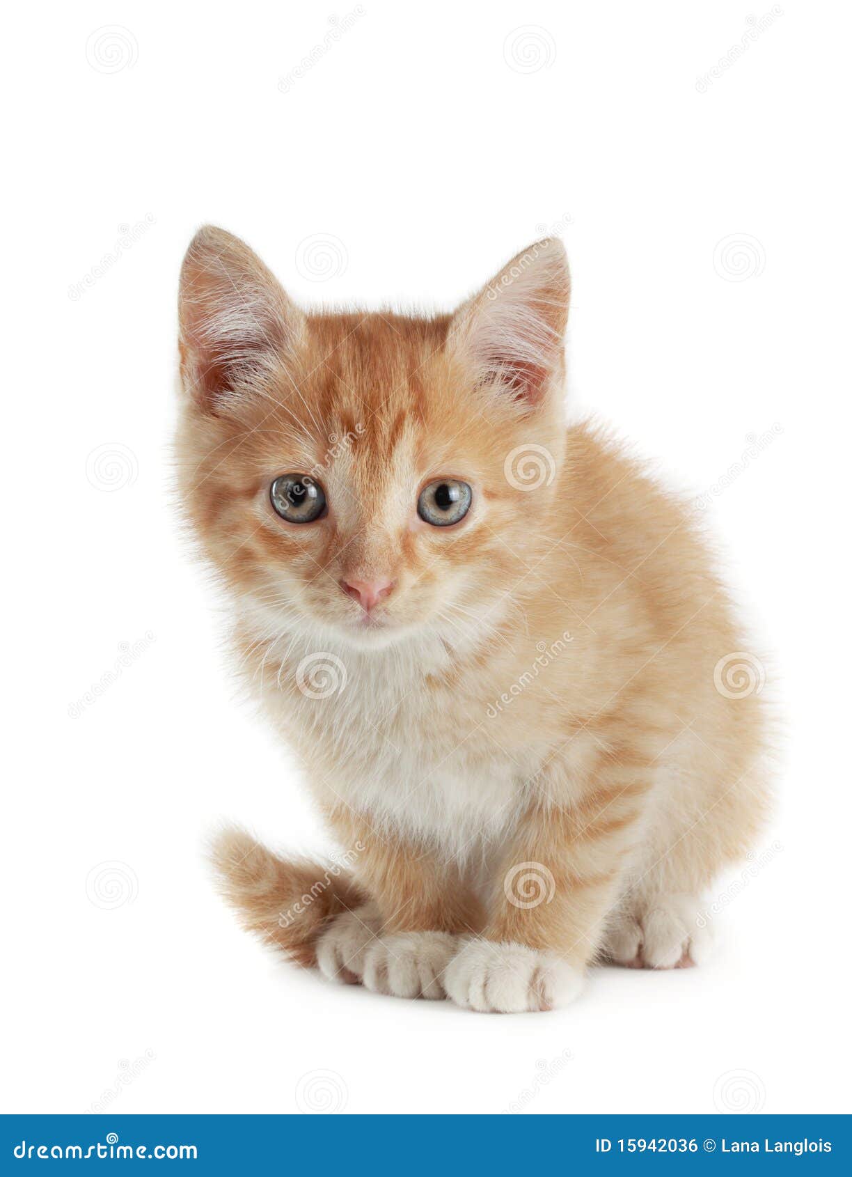 Gullig kattunge arkivfoto. Bild av gulligt, barn, katt - 15942036