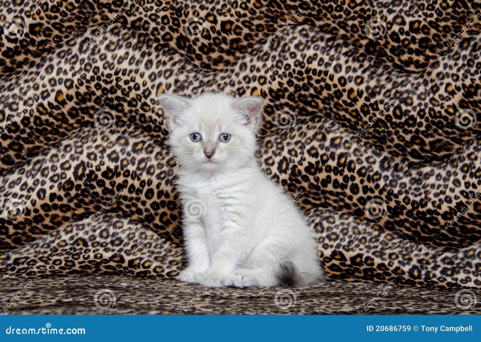 Gullig kattunge fotografering för bildbyråer. Bild av pott - 20686759