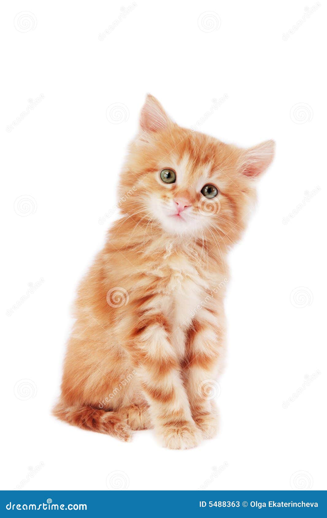 Gullig kattunge fotografering för bildbyråer. Bild av katt - 5488363