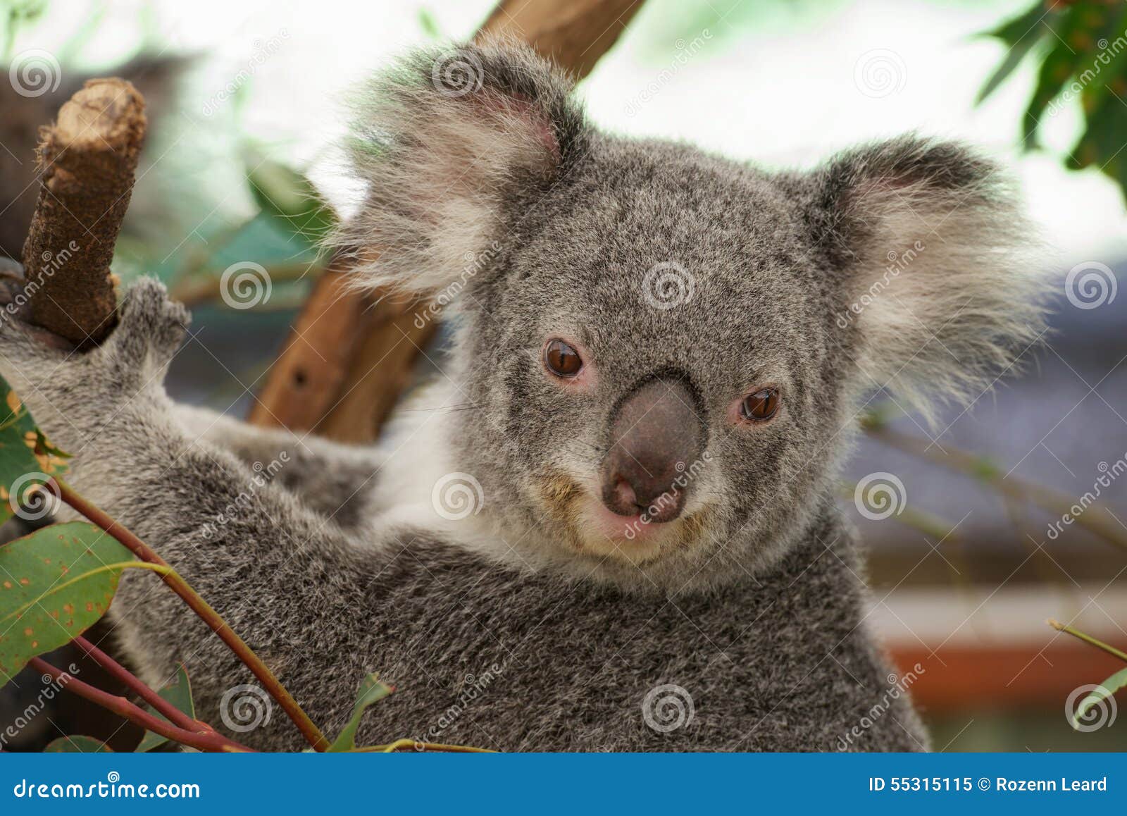 Gullig koala fotografering för bildbyråer. Bild av australien - 55315115
