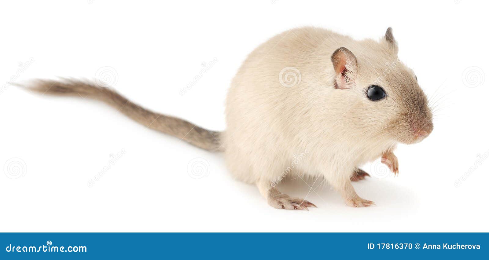 Gullig liten mus arkivfoto. Bild av bakgrund, beige, väntar - 17816370