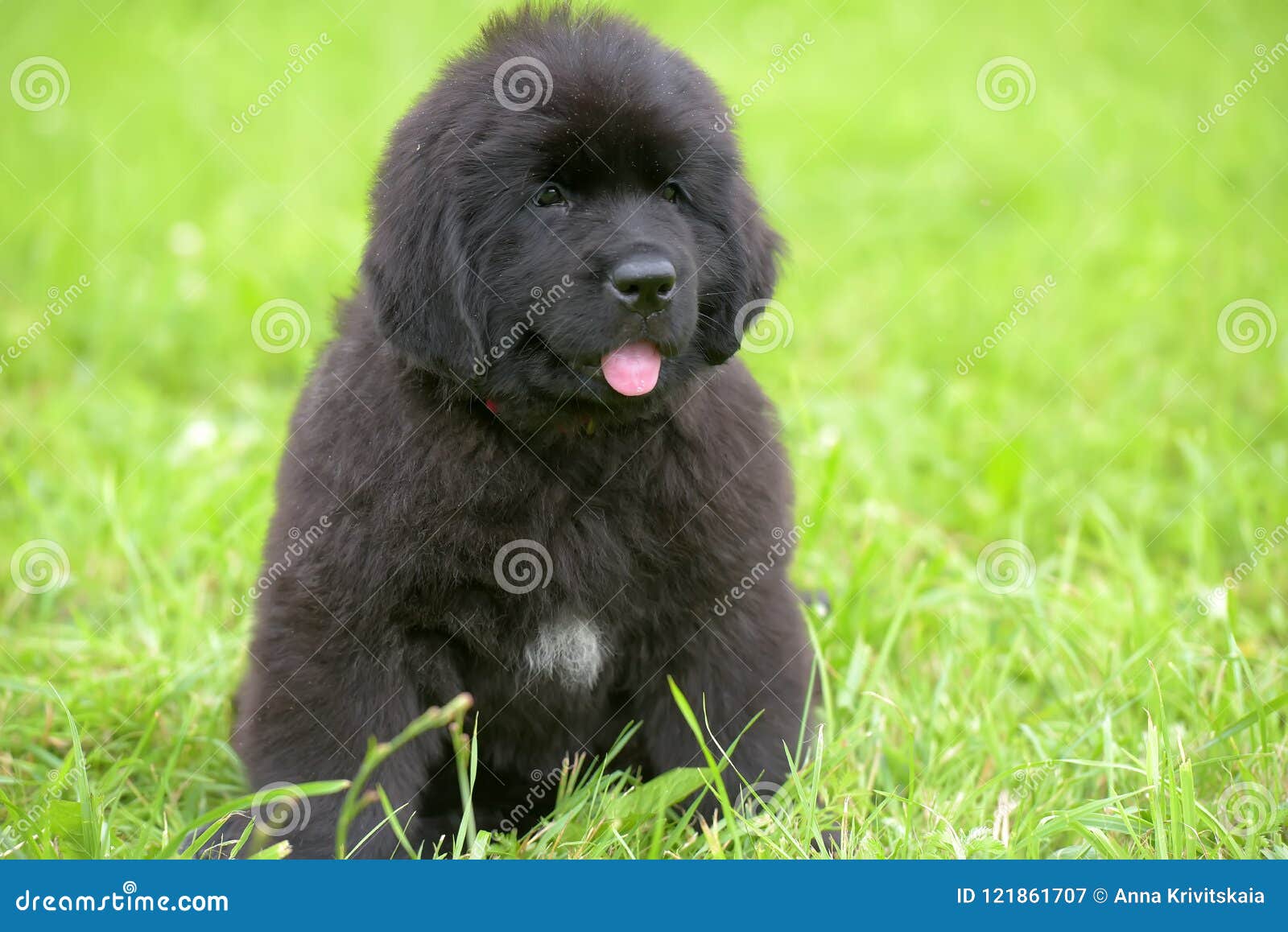 Gullig Newfoundland valp fotografering för bildbyråer. Bild av ...