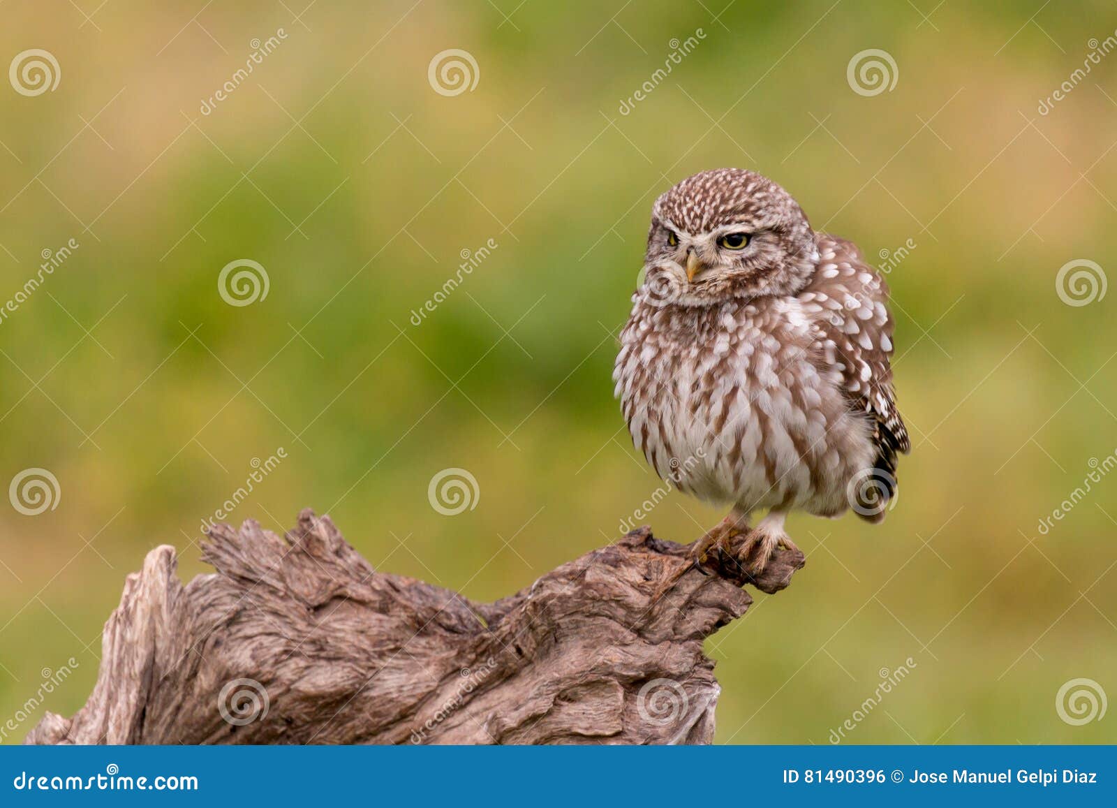 Gullig owl arkivfoto. Bild av natur, stolpe, natt, stirrande - 81490396