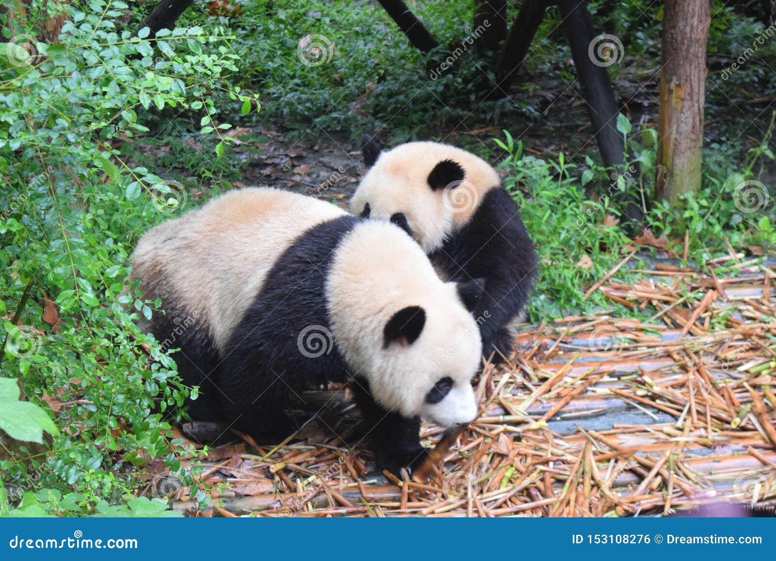 Gullig panda arkivfoto. Bild av natur, anhydrous, gulligt - 153108276