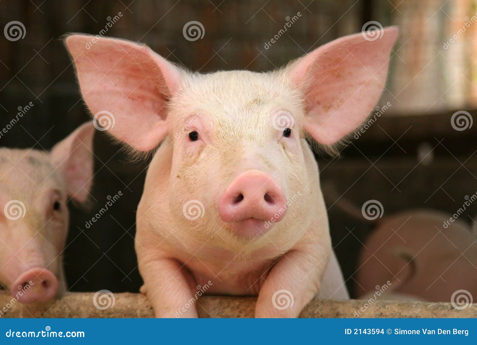 Gullig pig arkivfoto. Bild av anhydrous, nötkreatur, gris - 2143594