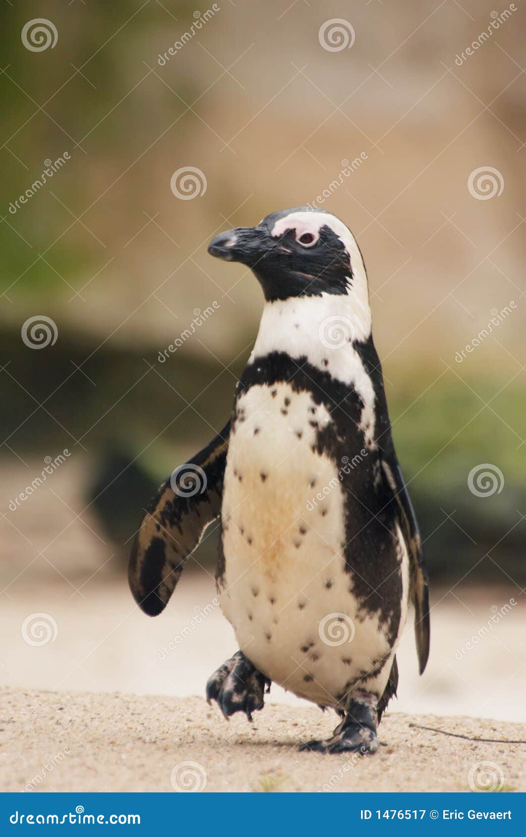 Gullig pingvin fotografering för bildbyråer. Bild av sadel - 1476517