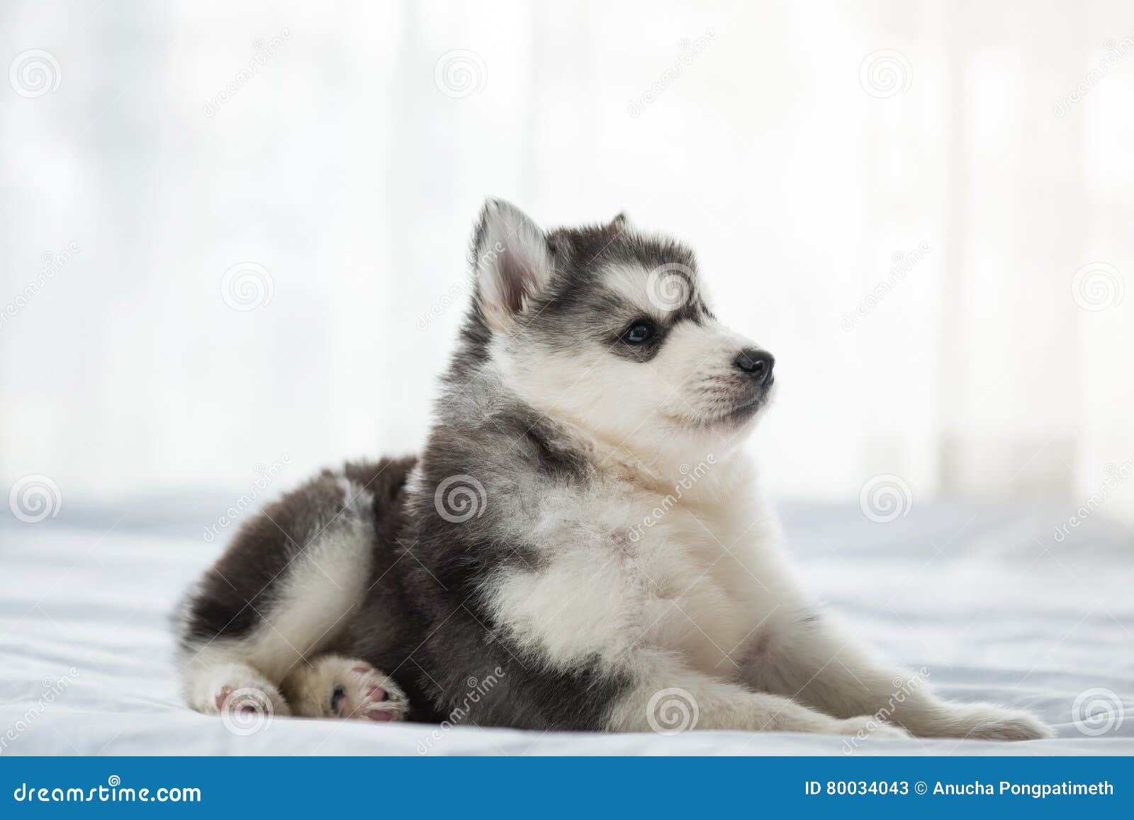 Gullig siberian valp fotografering för bildbyråer. Bild av hund - 80034043