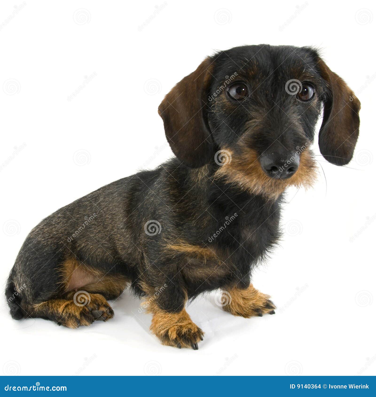 Gullig tax arkivfoto. Bild av gulligt, svart, angus, liten - 9140364