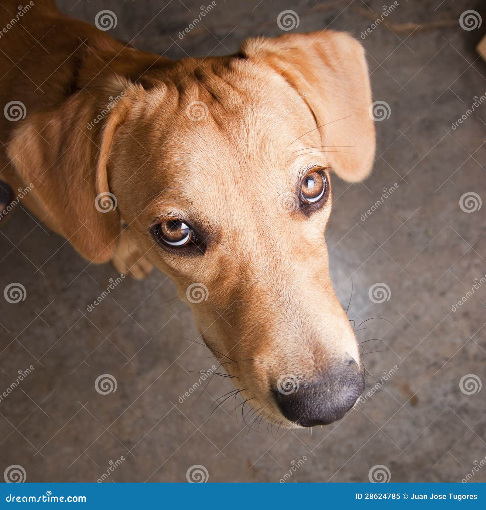 Gullig ung hund fotografering för bildbyråer. Bild av förtjusande ...