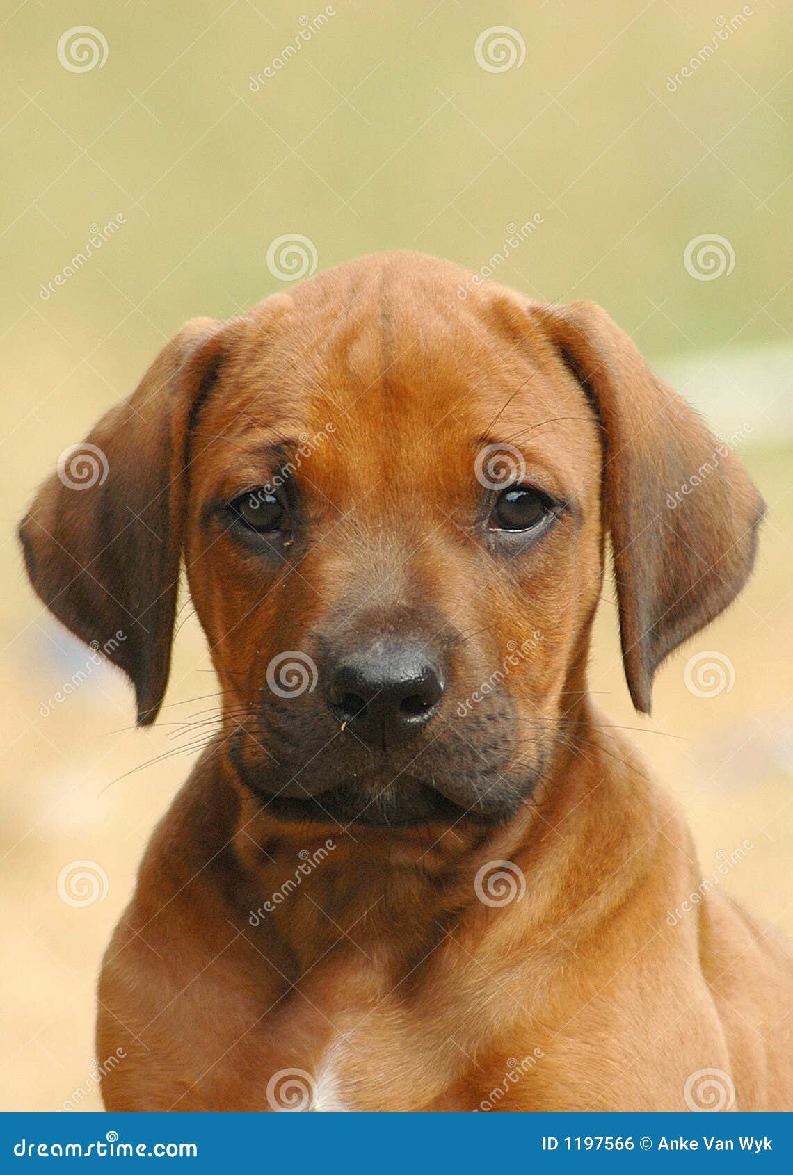 Gullig valp arkivfoto. Bild av angus, husdjur, liten, afrikansk - 1197566