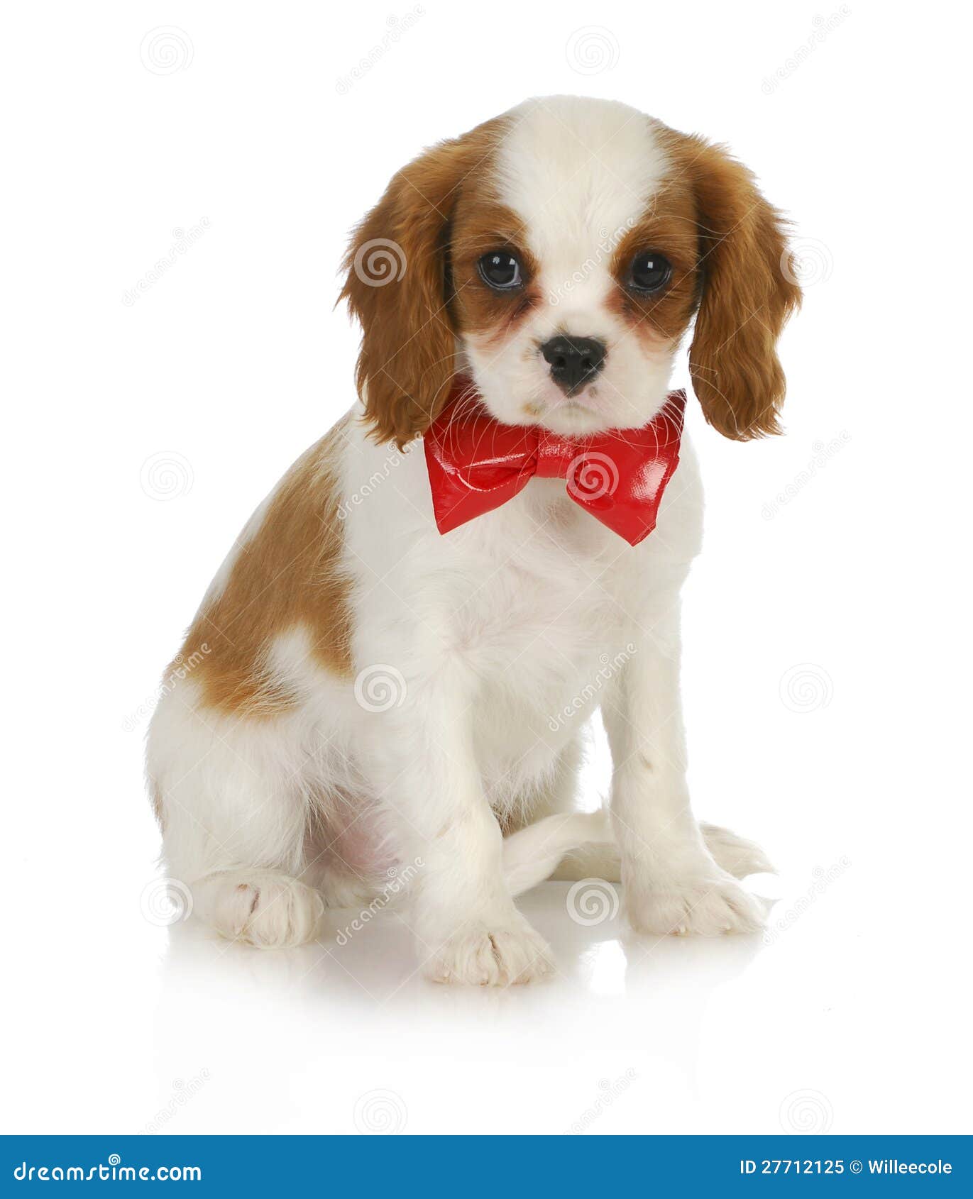 Gullig valp fotografering för bildbyråer. Bild av rött - 27712125