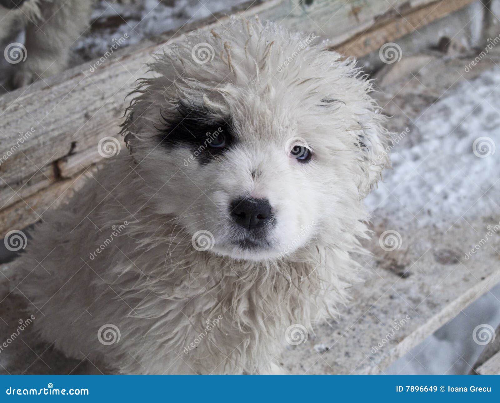Gullig valp fotografering för bildbyråer. Bild av litet - 7896649
