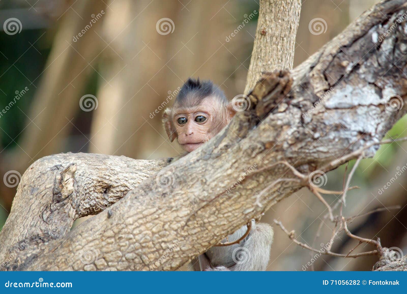 Gulliga apor arkivfoto. Bild av djurliv, foto, träd, äta - 71056282
