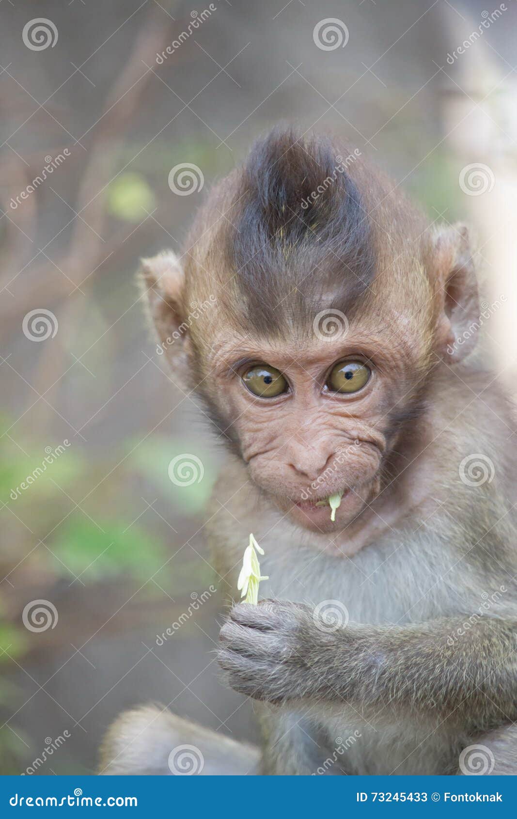 Gulliga apor fotografering för bildbyråer. Bild av öga - 73245433