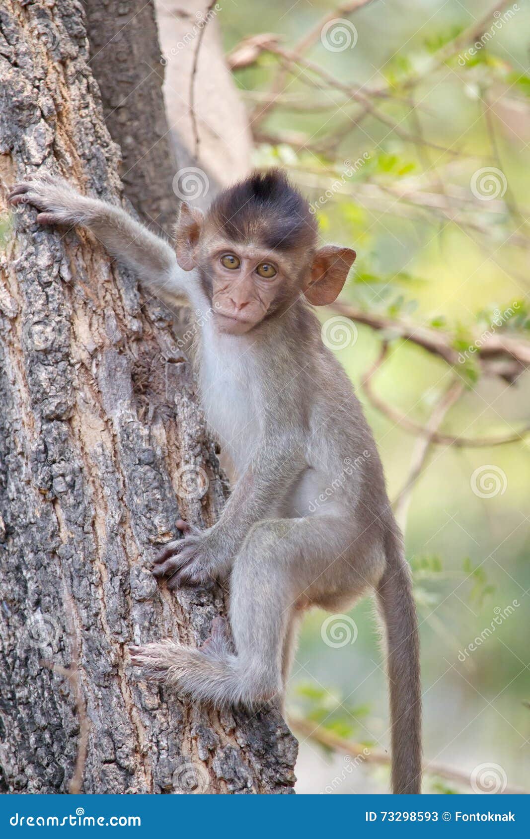 Gulliga apor fotografering för bildbyråer. Bild av gulligt - 73298593