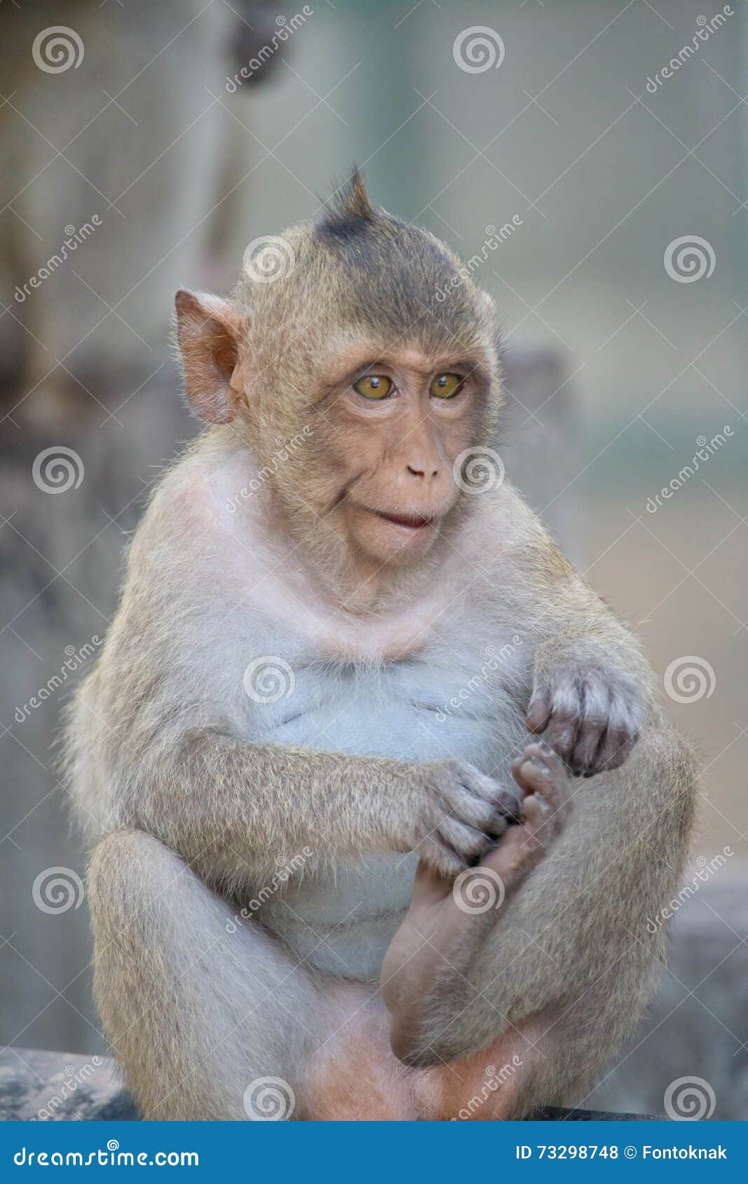 Gulliga apor arkivfoto. Bild av fauna, krabba, gulligt - 73298748