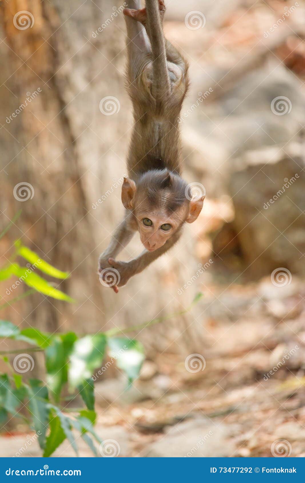 Gulliga apor arkivfoto. Bild av träd, foto, naturligt - 73477292