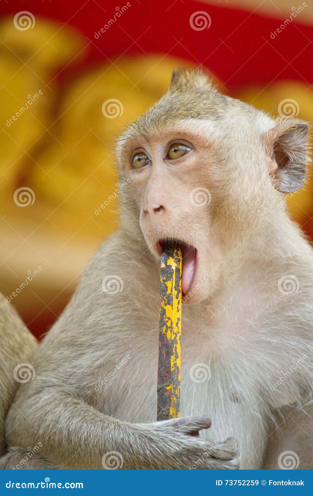 Gulliga apor fotografering för bildbyråer. Bild av skog - 73752259