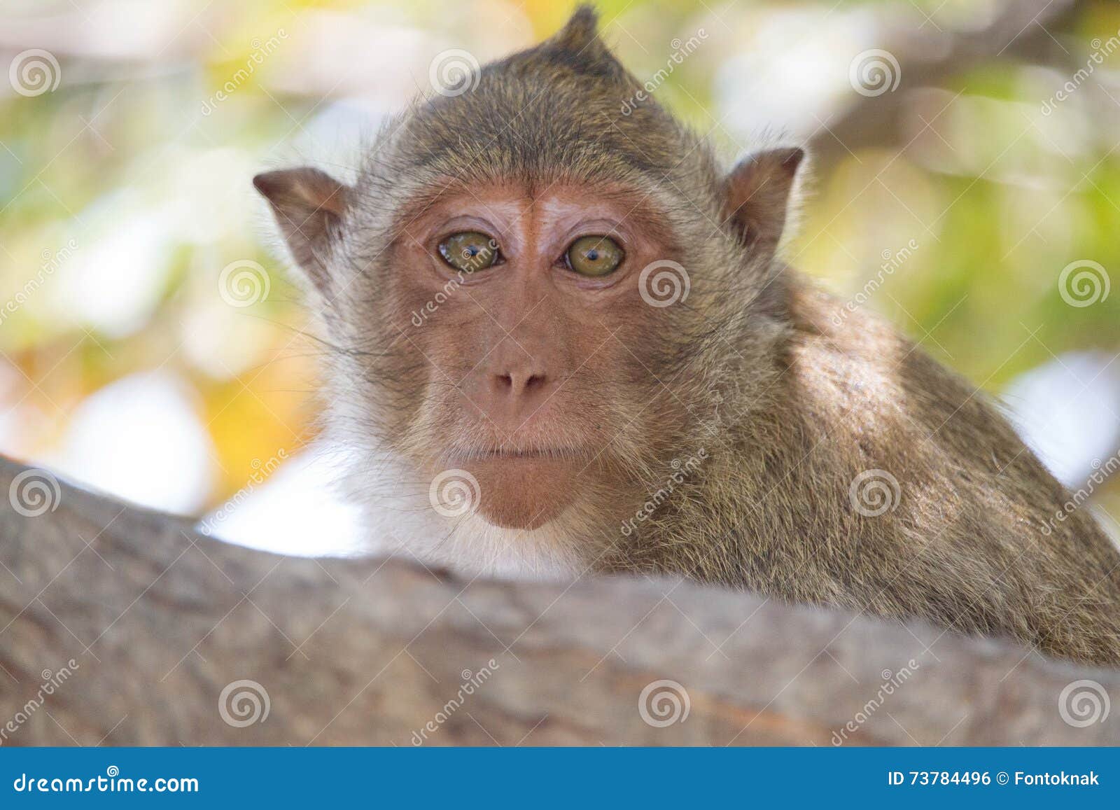 Gulliga apor arkivfoto. Bild av djurliv, äta, foto, primat - 73784496