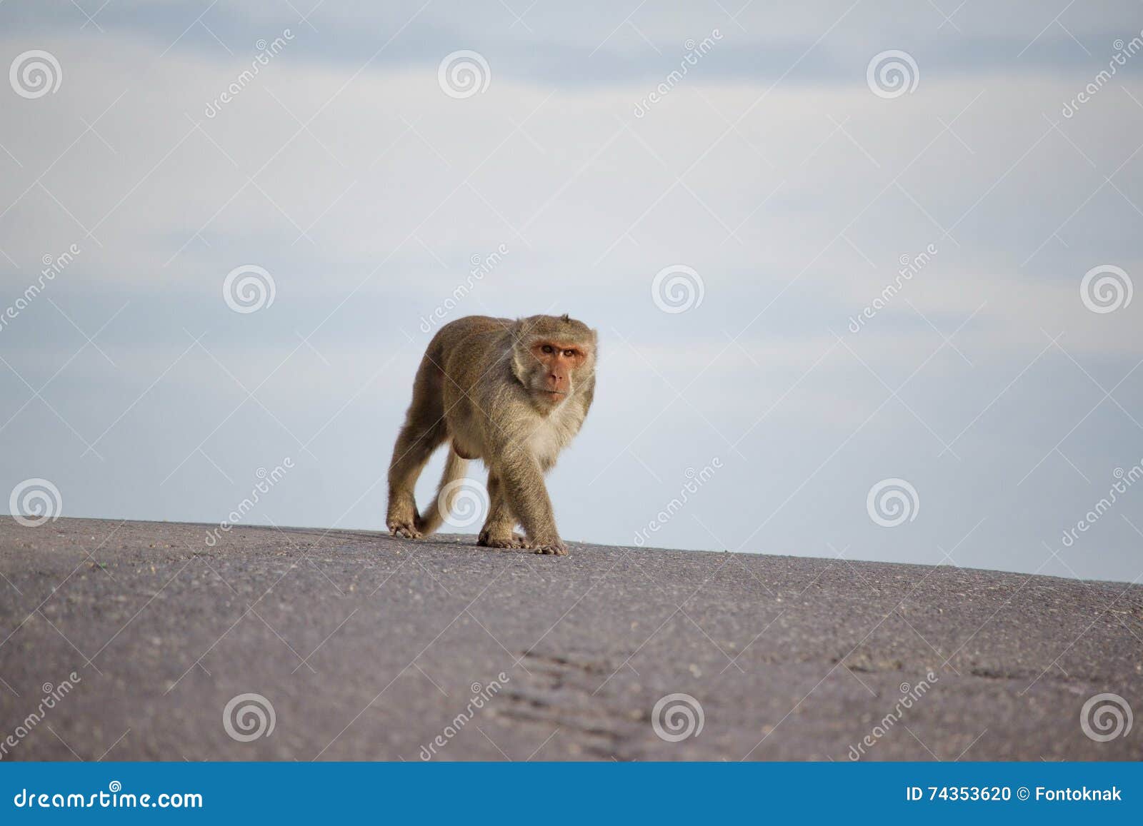 Gulliga apor arkivfoto. Bild av verkligt, tropiskt, naturligt - 74353620