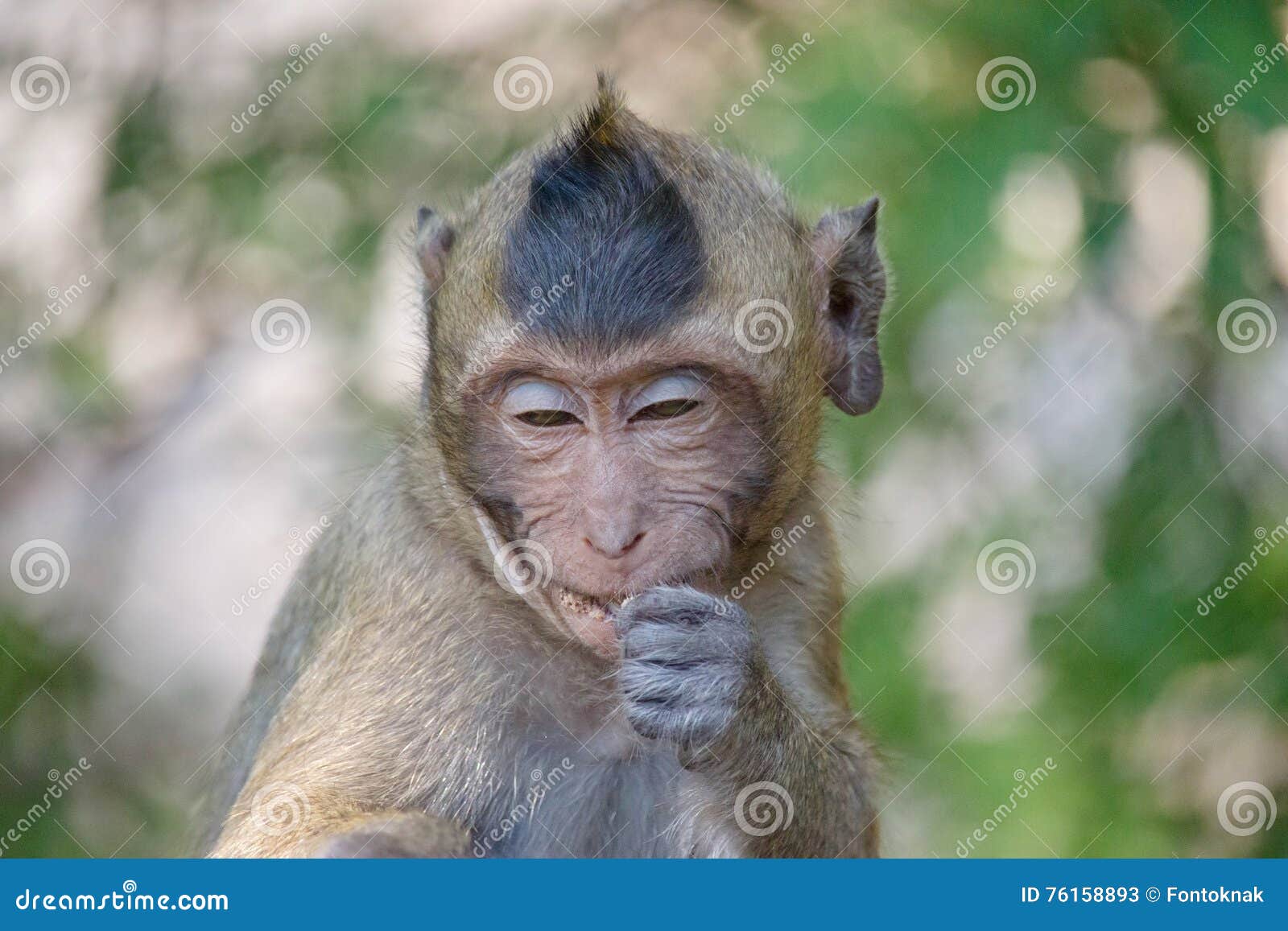 Gulliga apor fotografering för bildbyråer. Bild av gulligt - 76158893