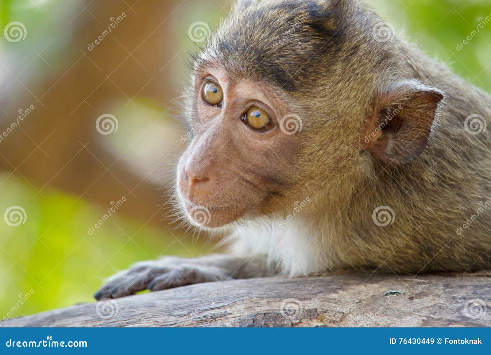Gulliga apor fotografering för bildbyråer. Bild av verkligt - 76430449