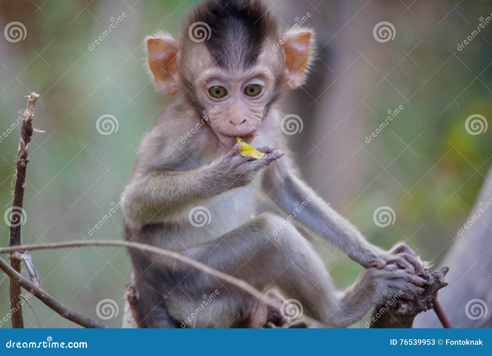 Gulliga apor fotografering för bildbyråer. Bild av gulligt - 76539953