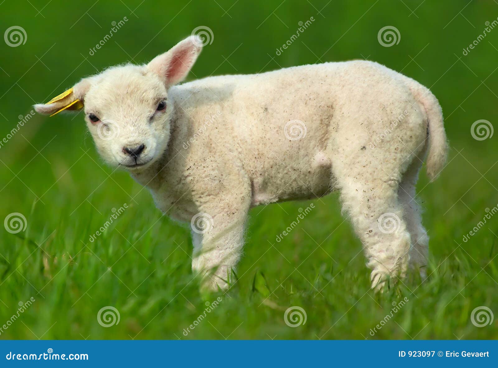 Gulliga får fotografering för bildbyråer. Bild av nytt - 923097