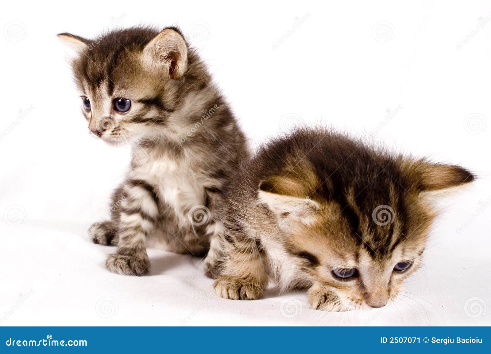 Gulliga katter fotografering för bildbyråer. Bild av nätt - 2507071