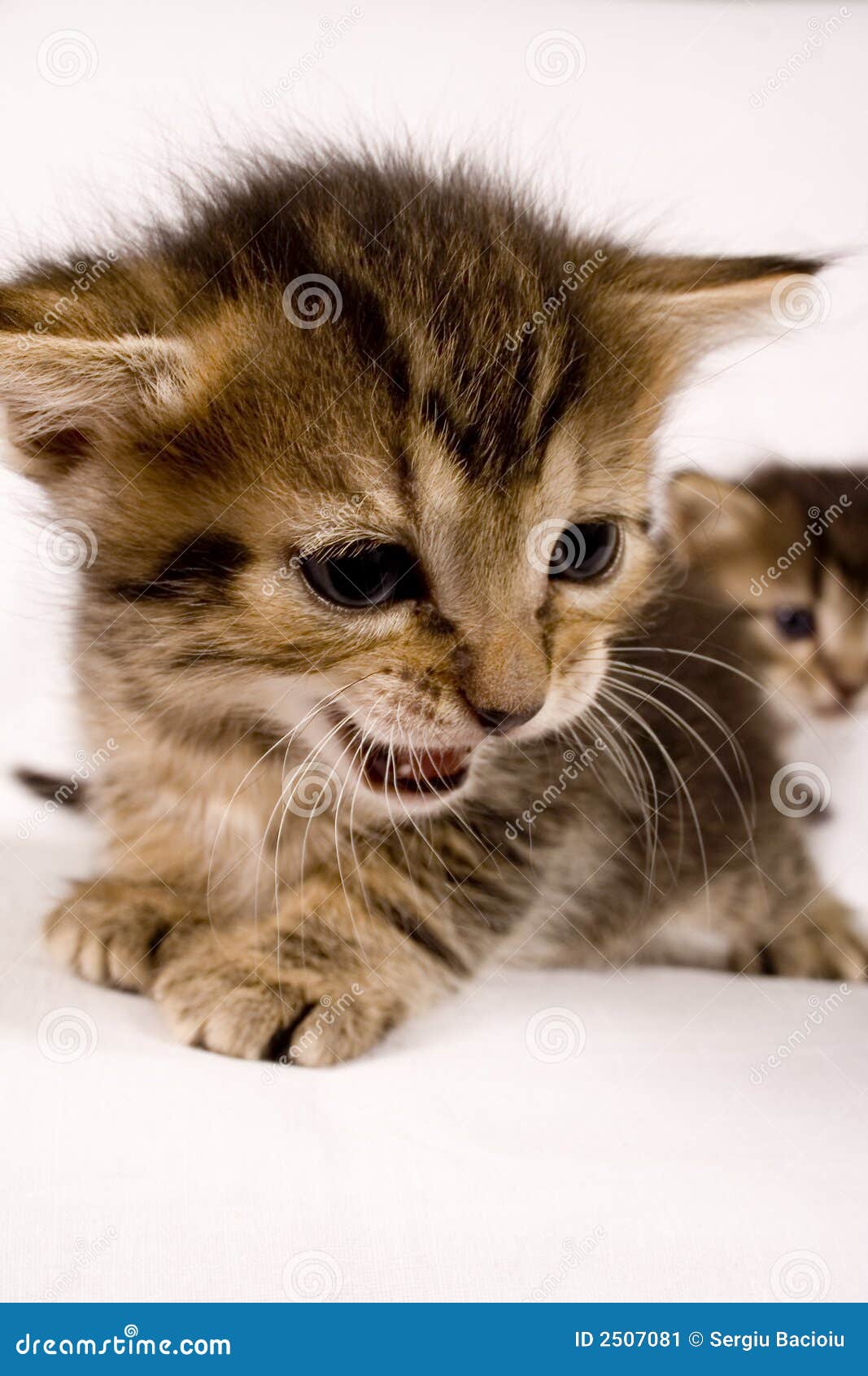 Gulliga katter fotografering för bildbyråer. Bild av förtjusande - 2507081