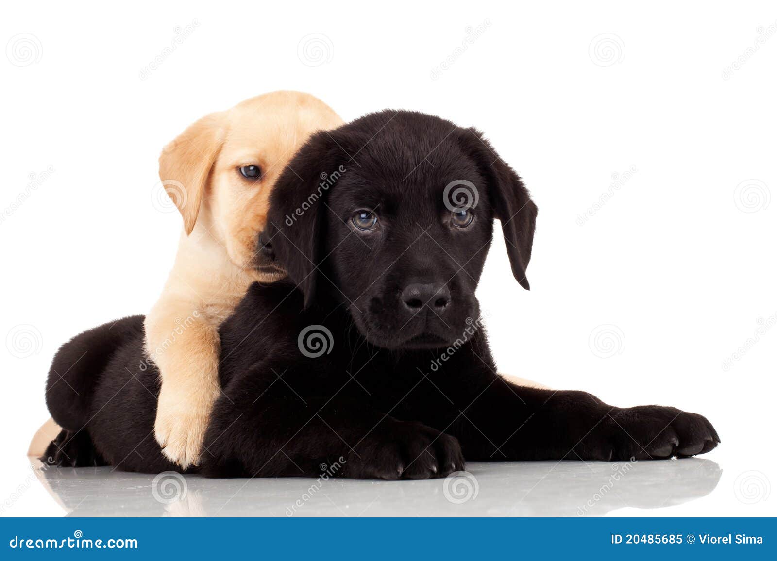 Gulliga Labrador Valpar Två Fotografering för Bildbyråer - Bild av ...