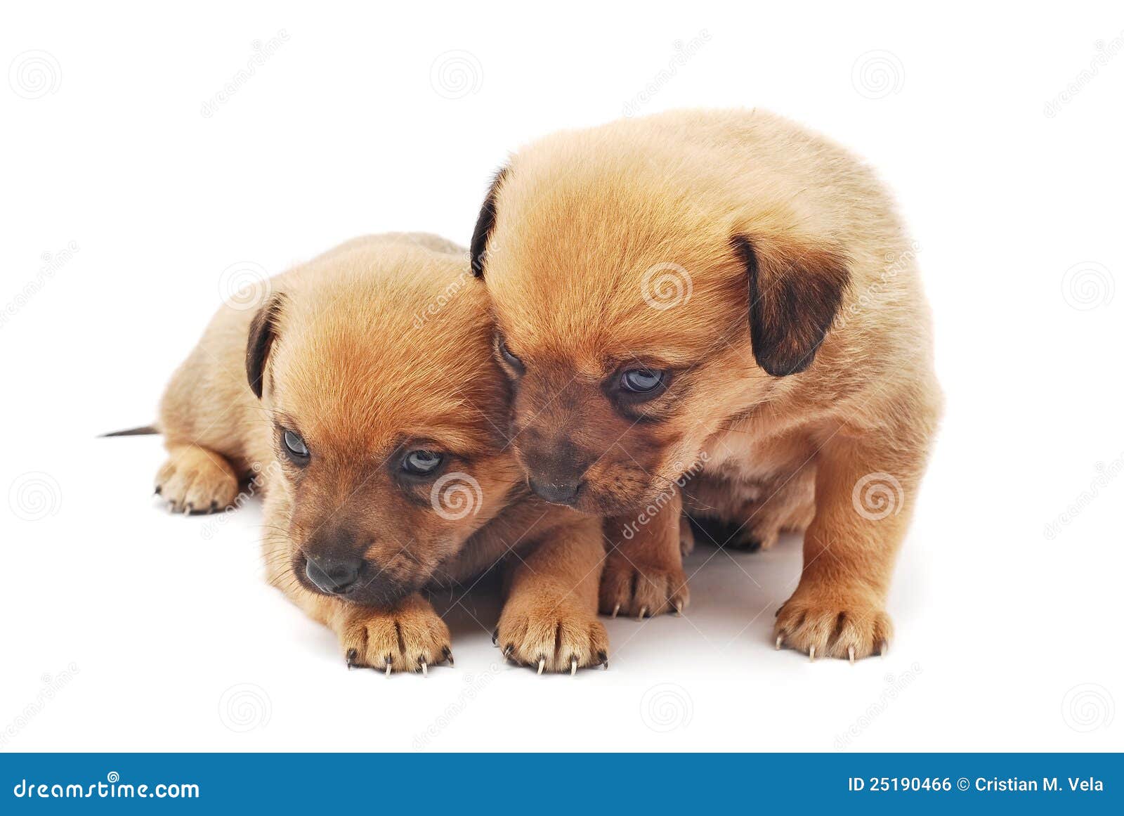 Gulliga valpar arkivfoto. Bild av förtjusande, vitt, stamträd - 25190466