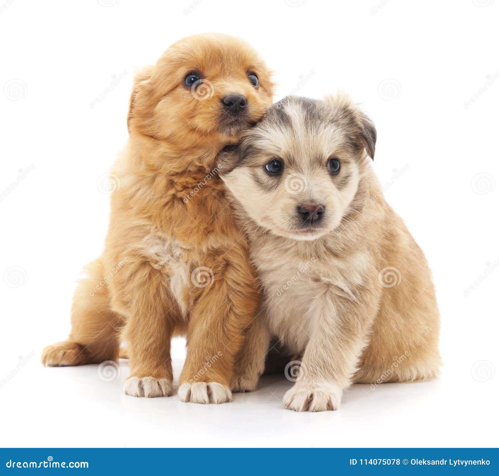 Gulliga valpar två arkivfoto. Bild av kuriositet, familj - 114075078