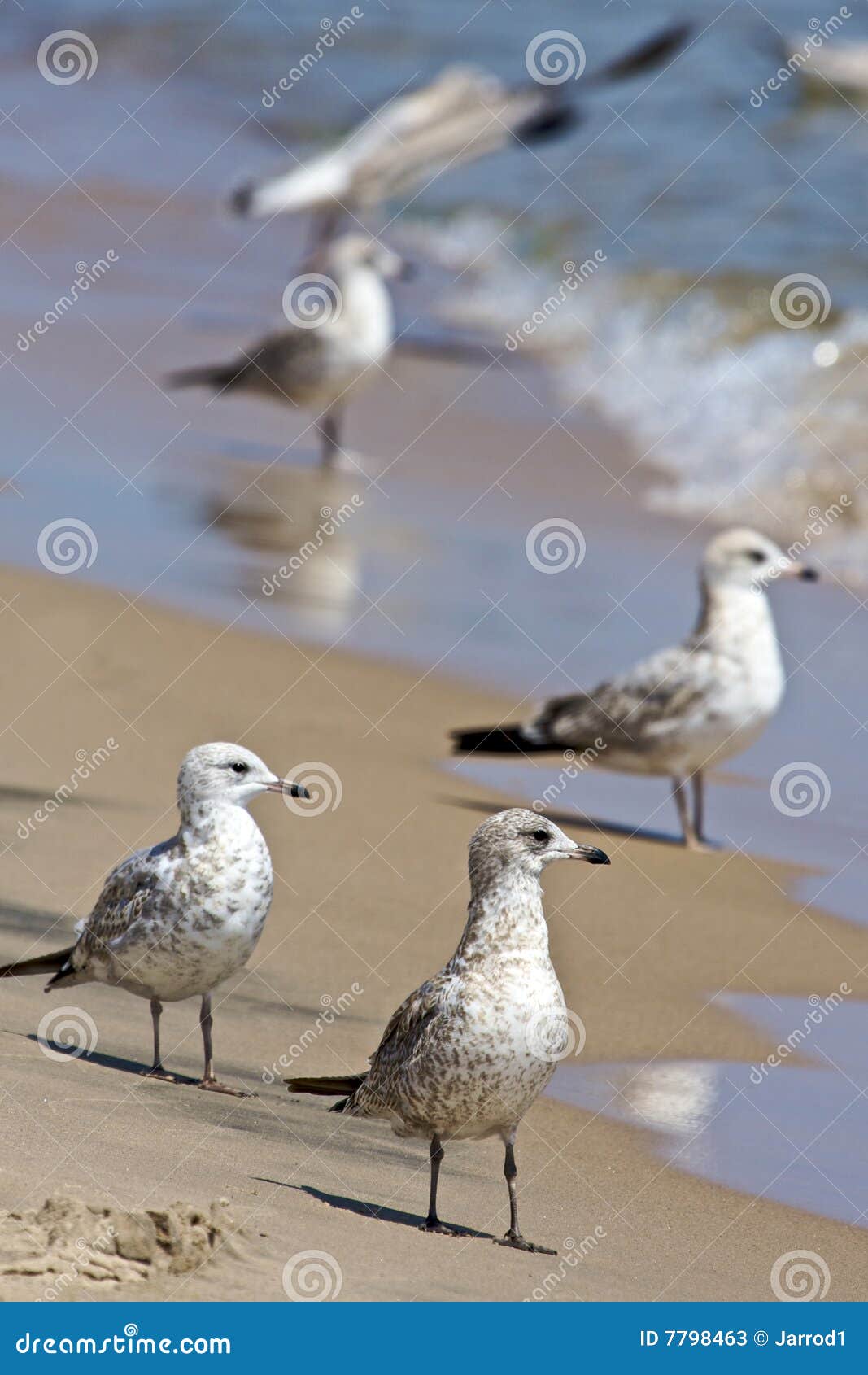 Gulls on the beach stock image. Image of lake, seagull - 7798463