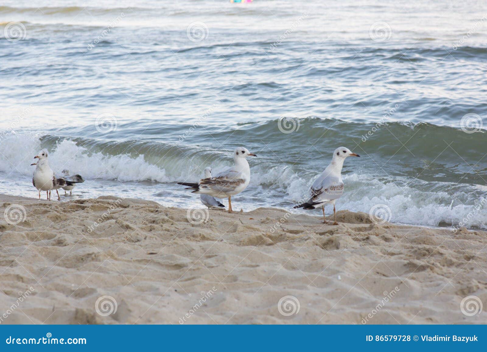 Gulls on the beach stock photo. Image of solar, nature - 86579728