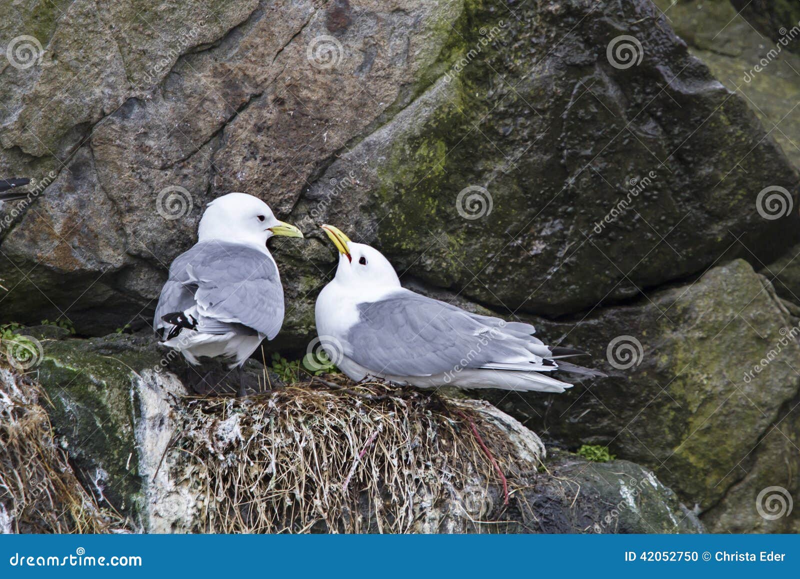 Gulls during breeding stock photo. Image of affection - 42052750