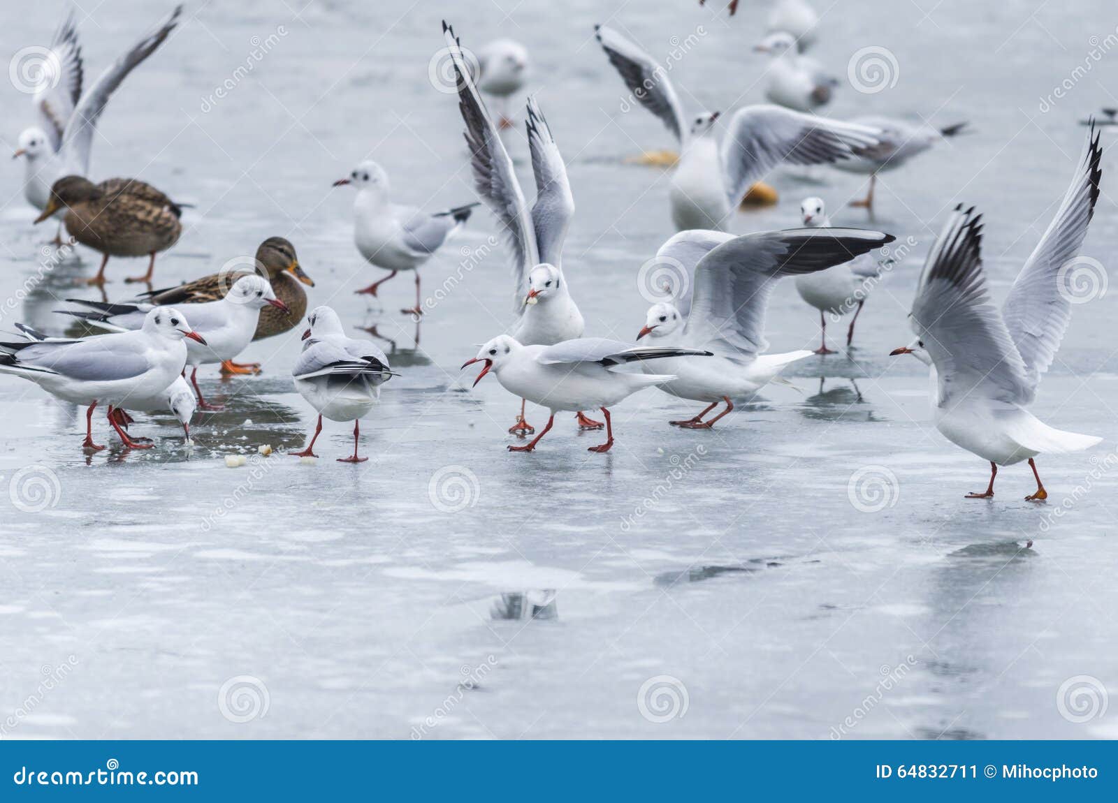 Gulls fighting over food stock image. Image of ornithology - 64832711