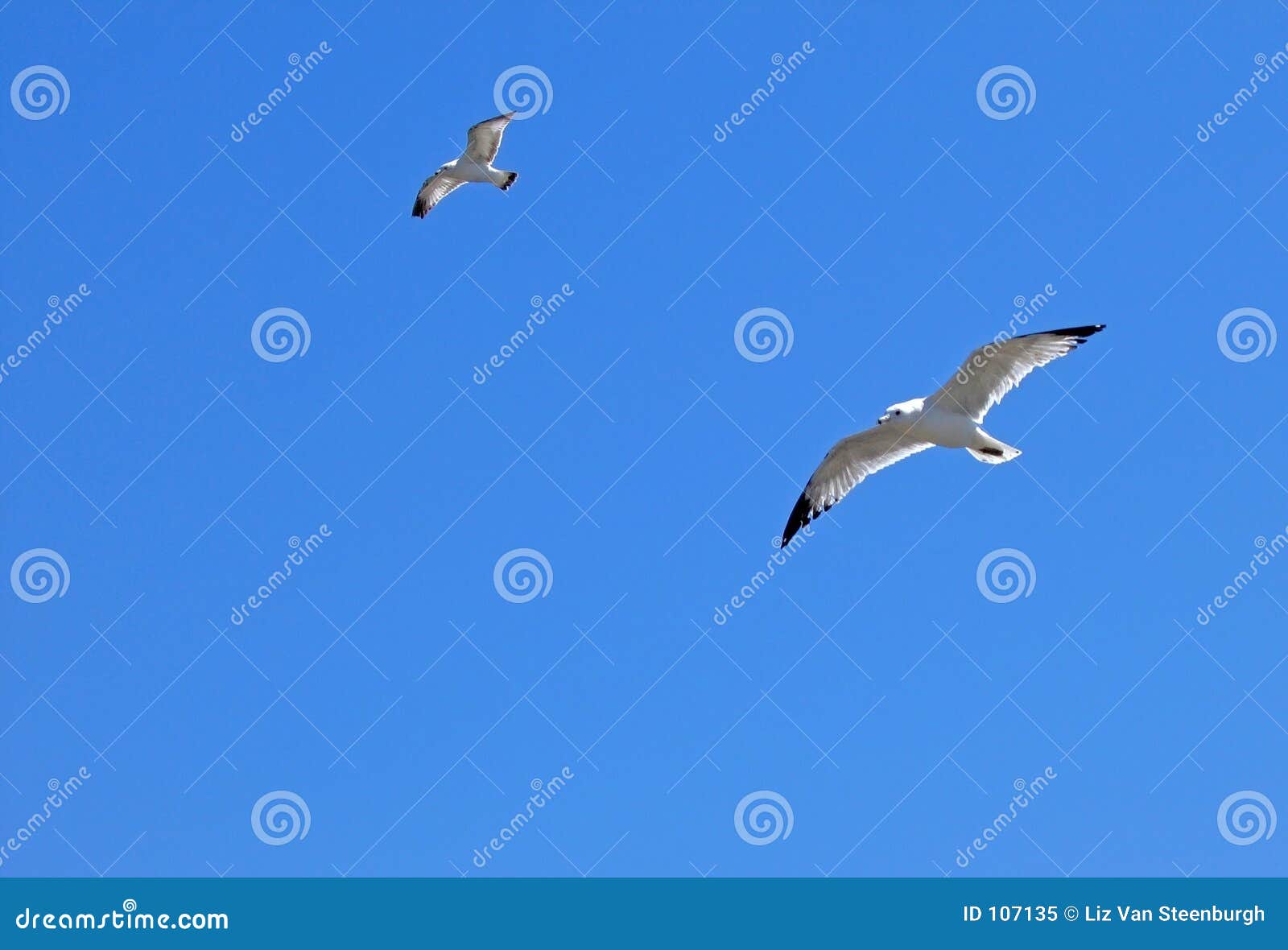 Gulls in Flight stock image. Image of flight, white, wings - 107135